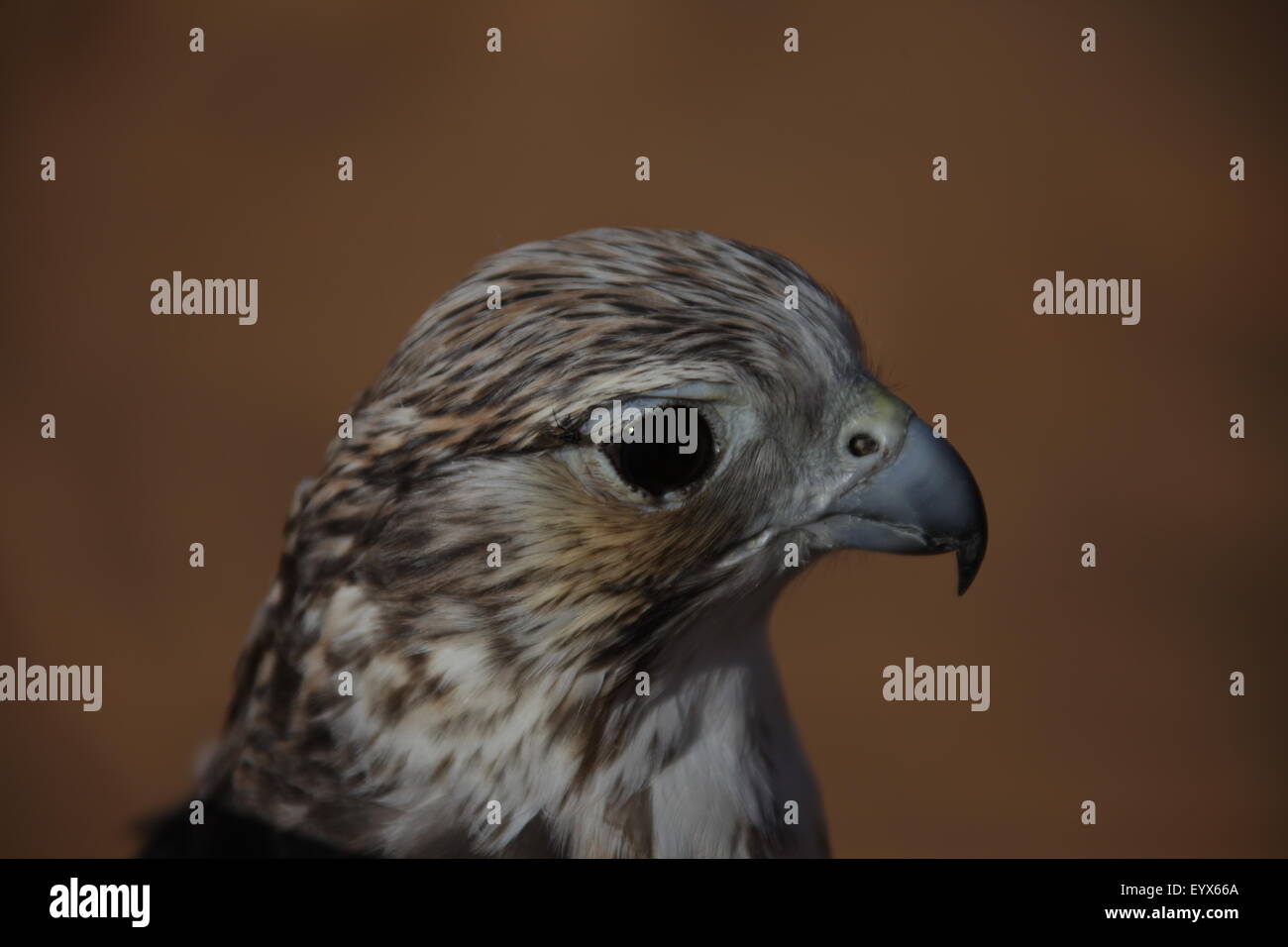 Bird Eagle in the Desert Stock Photo - Alamy