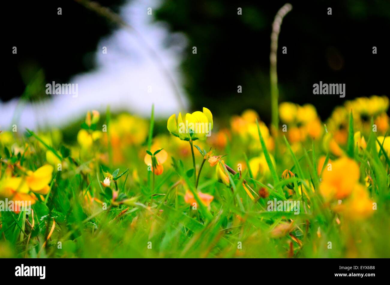 Quintessential british countryside hi-res stock photography and images ...