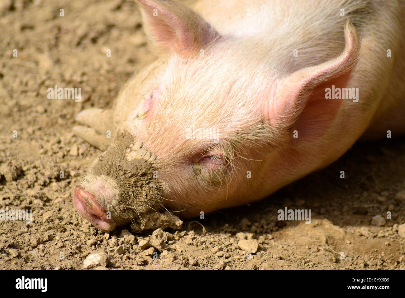 Adorable Pig relaxing in the sun after snuffling through the mud Stock ...