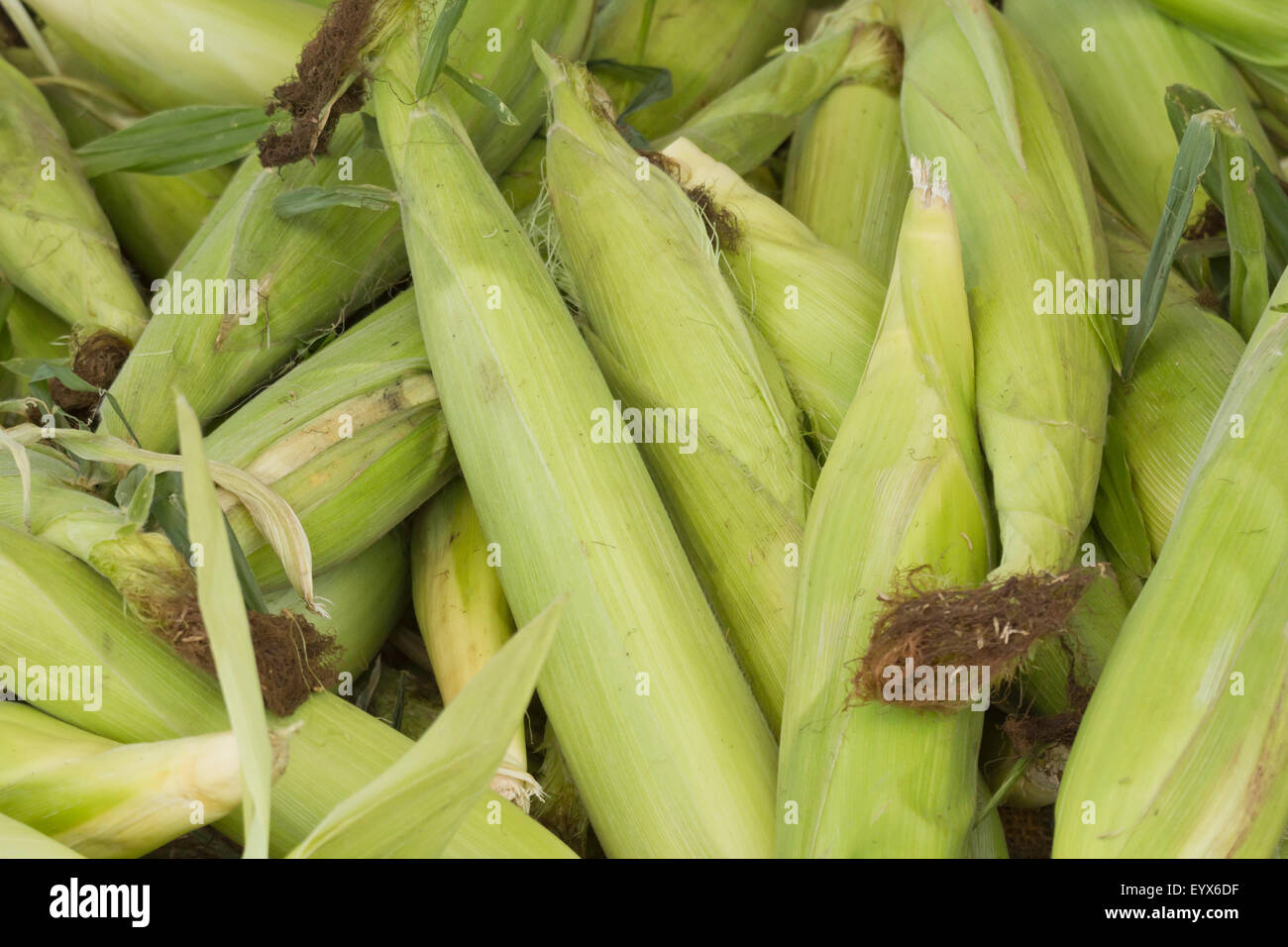 Fresh ears of farmers market corn on display on summer day Stock Photo ...