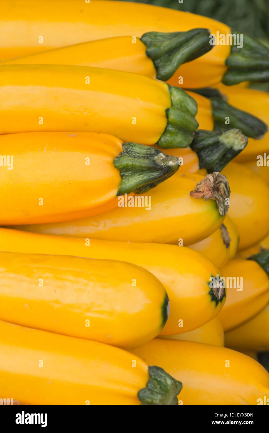 Fresh organic yellow zucchini displayed at farmers market Stock Photo ...