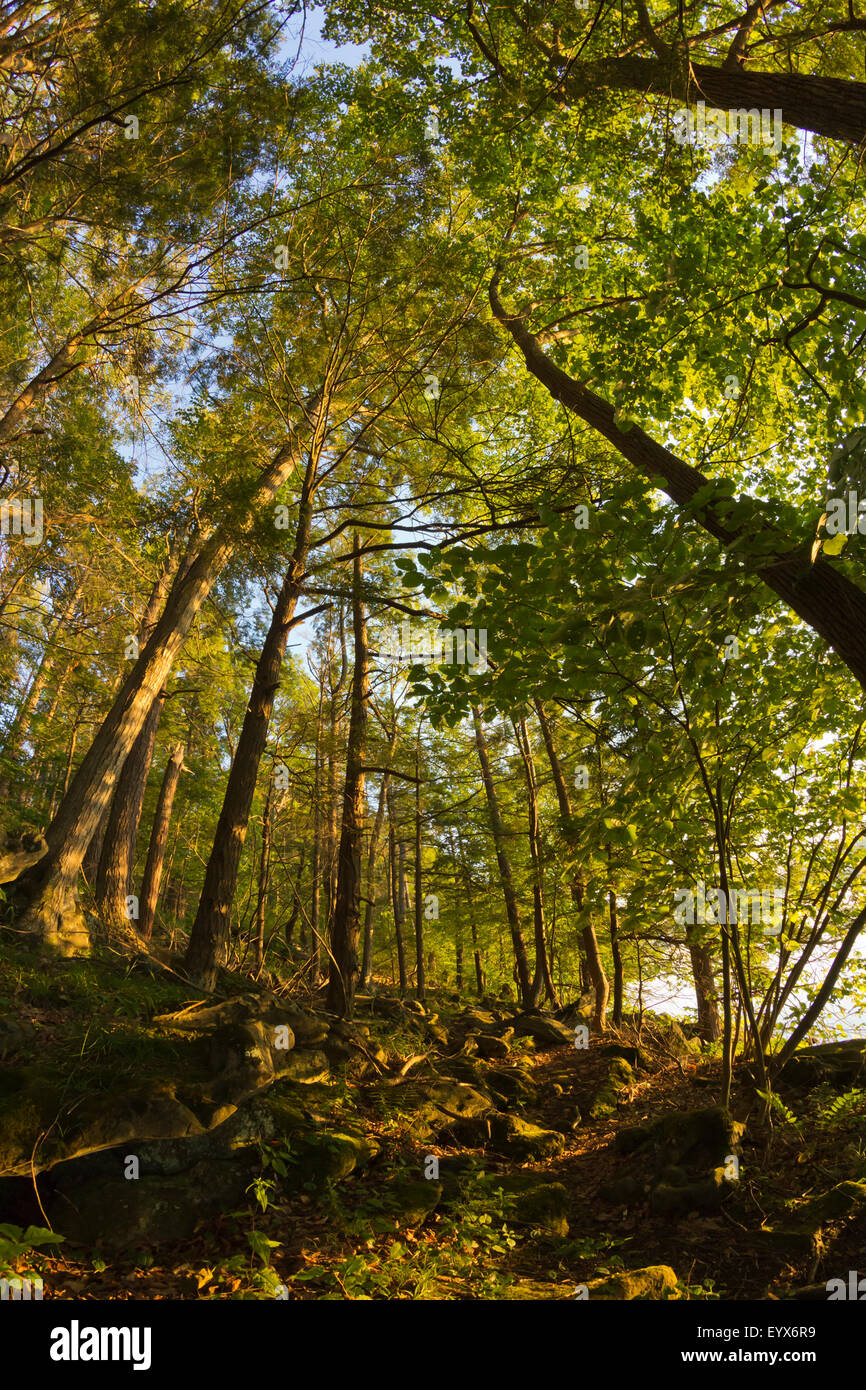 Wide view deep woods hi-res stock photography and images - Alamy