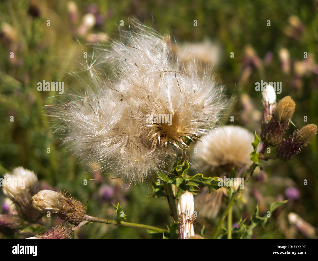 Creeping Thistle seed heads blowing in wind Stock Photo - Alamy