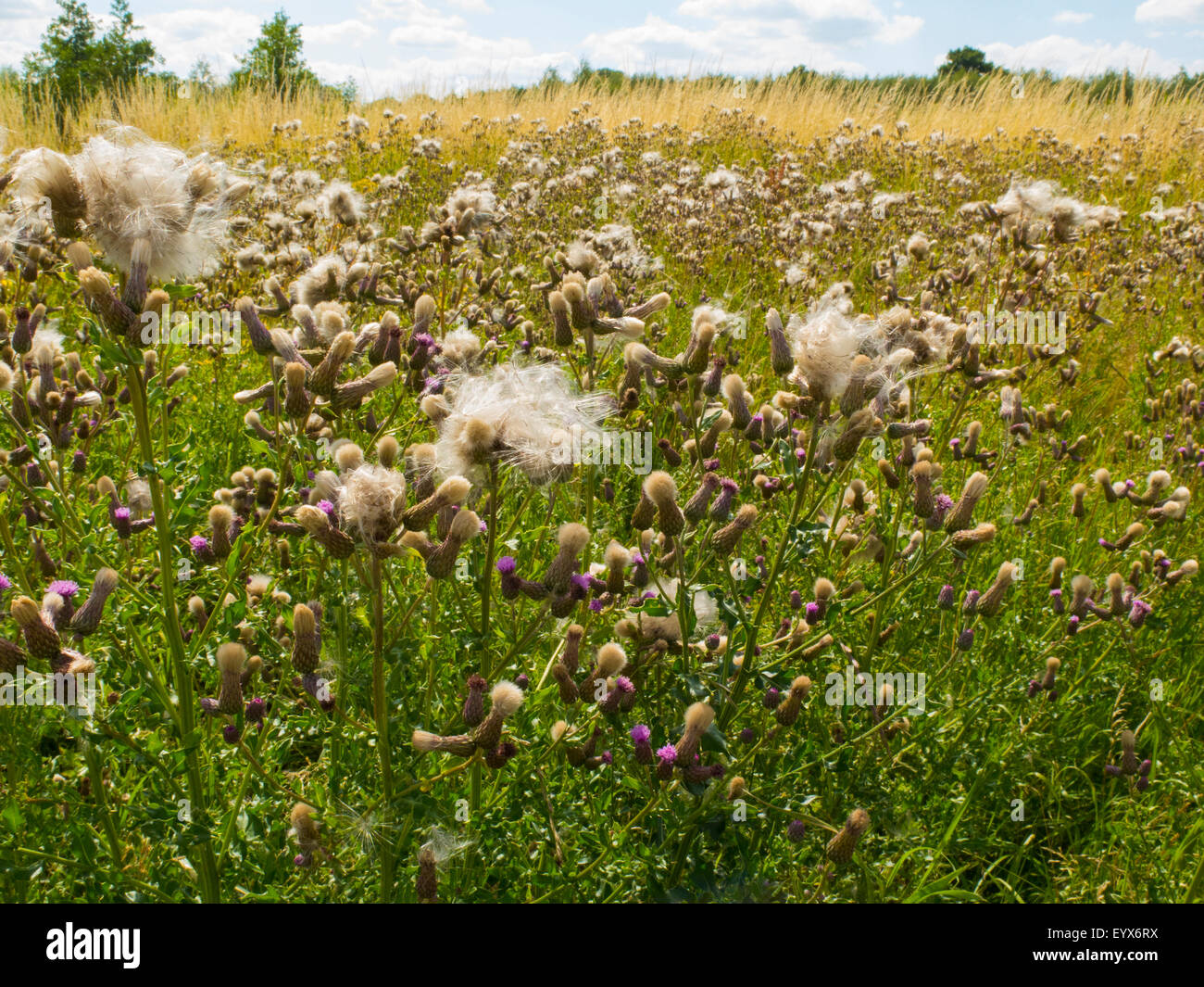 Creeping Thistle seed heads blowing in wind Stock Photo - Alamy