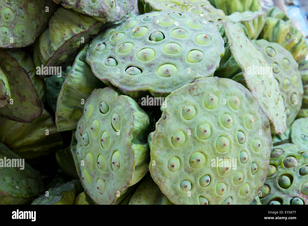 Lotus seeds hi-res stock photography and images - Alamy