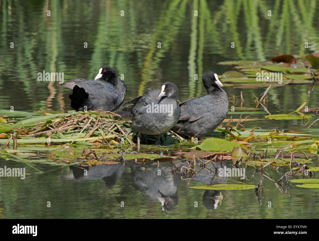 Coots uk hi-res stock photography and images - Alamy