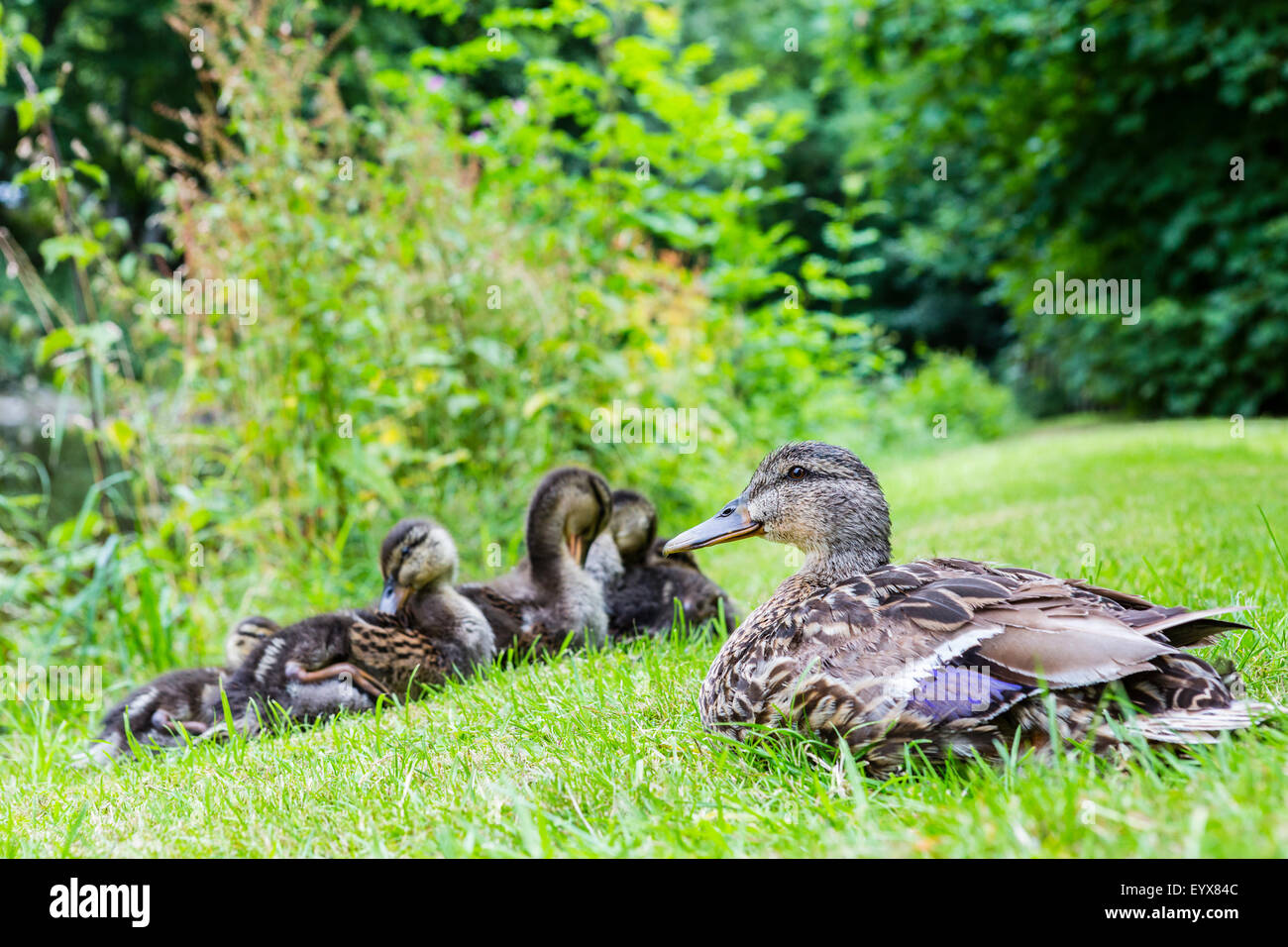 Female mallard and her brood of ducklings at Valle Crucis Abbey Stock ...