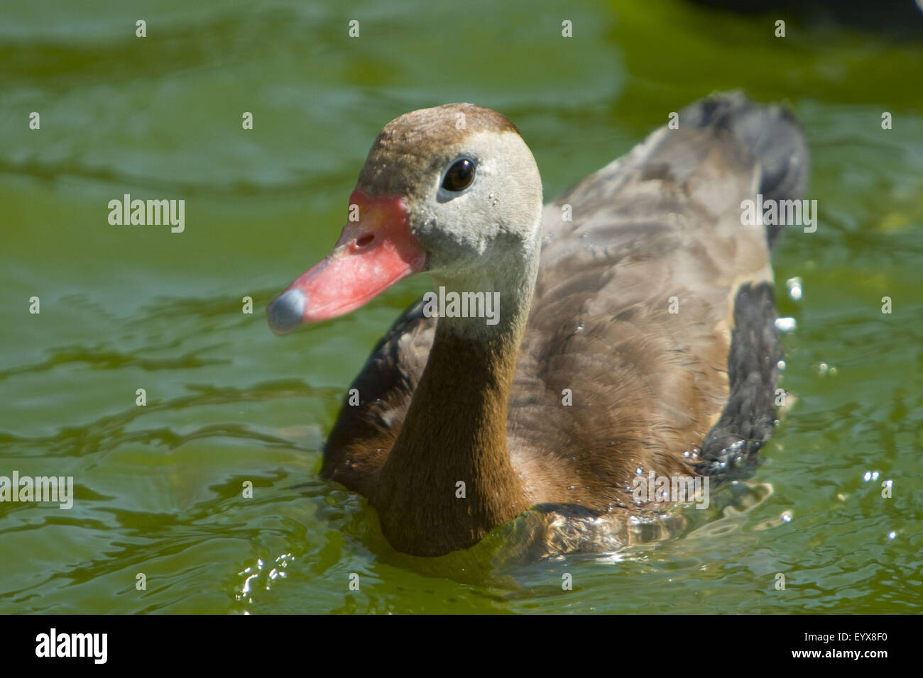 Close-up of a duck in a lake, Miami, Miami-Dade County, Florida, USA ...