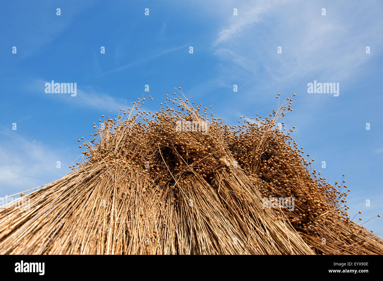 mature flax on a Dutch field is ready to be harvested in summer Stock ...