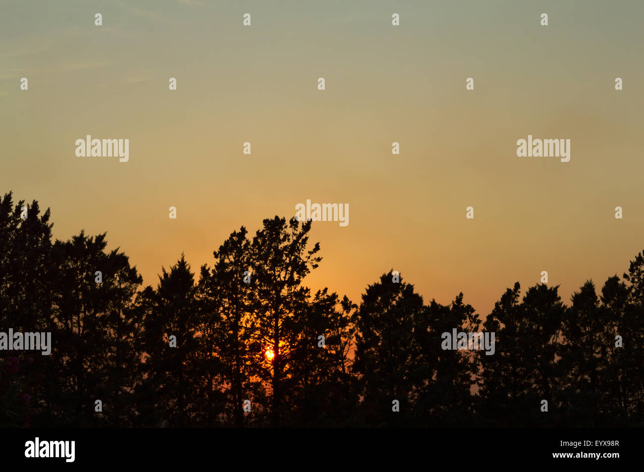 a sunset through the trees Stock Photo - Alamy