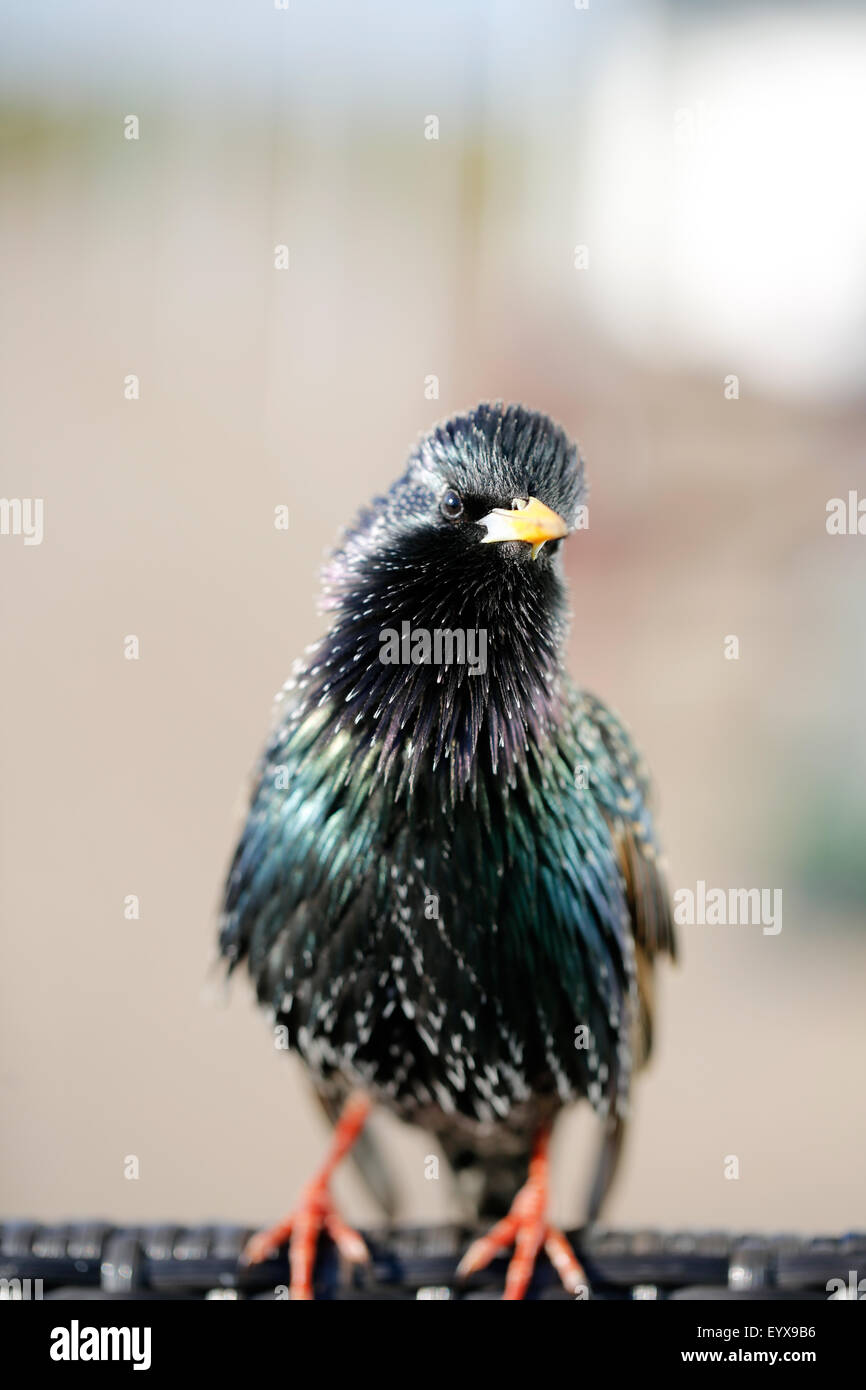 Cheeky starling hi-res stock photography and images - Alamy