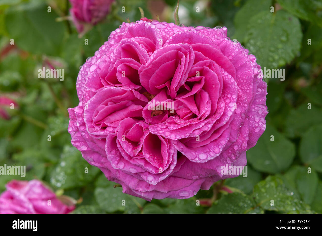 Deep colour rose hi-res stock photography and images - Alamy
