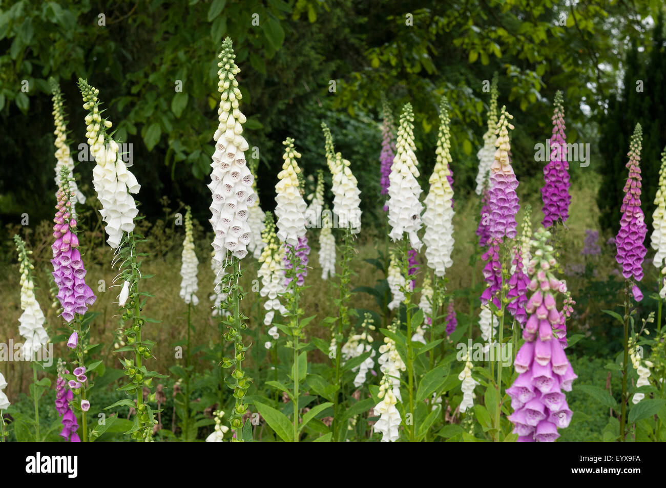 Foxgloves hi-res stock photography and images - Alamy