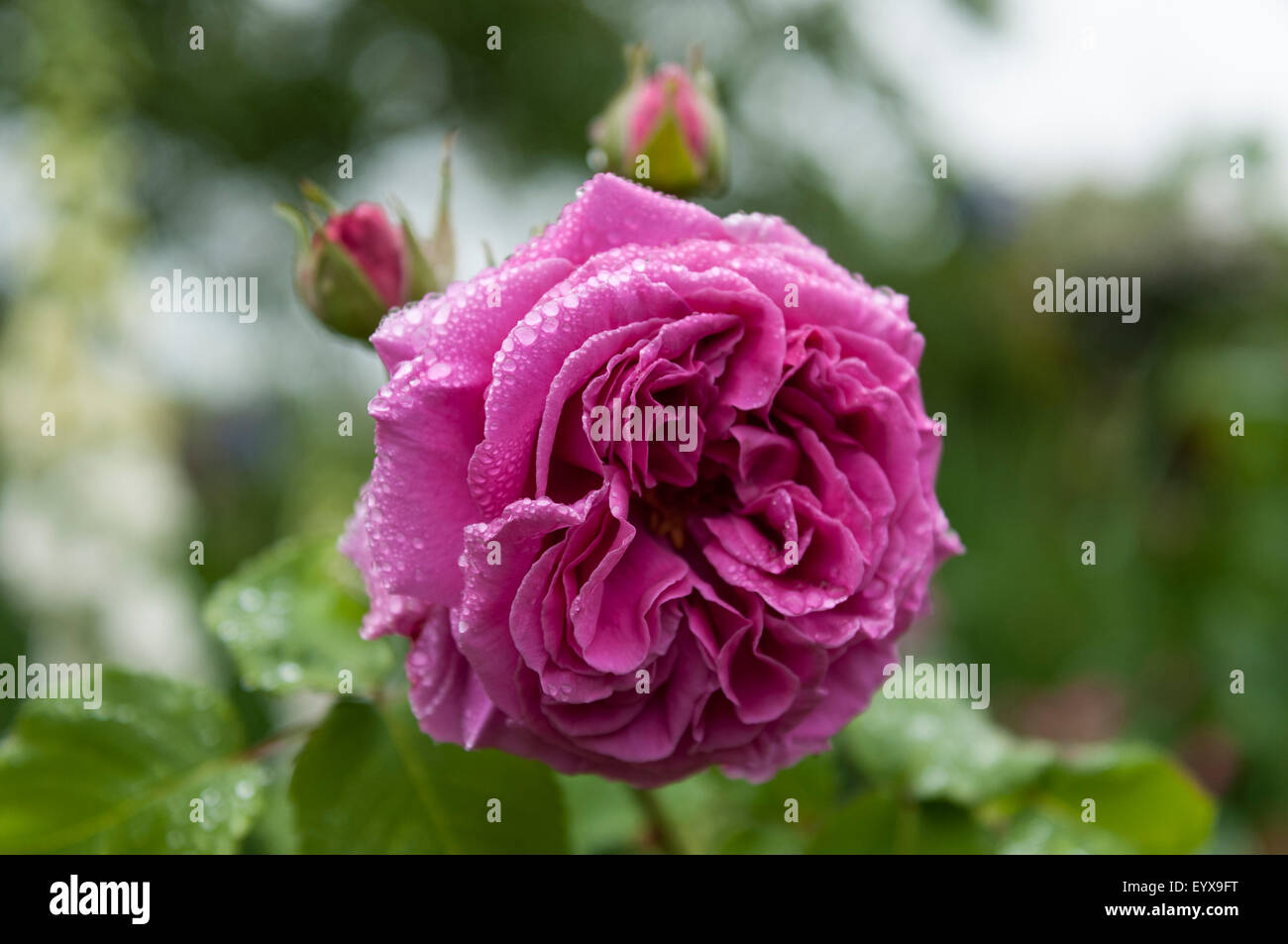 Deep pink rose hi-res stock photography and images - Alamy