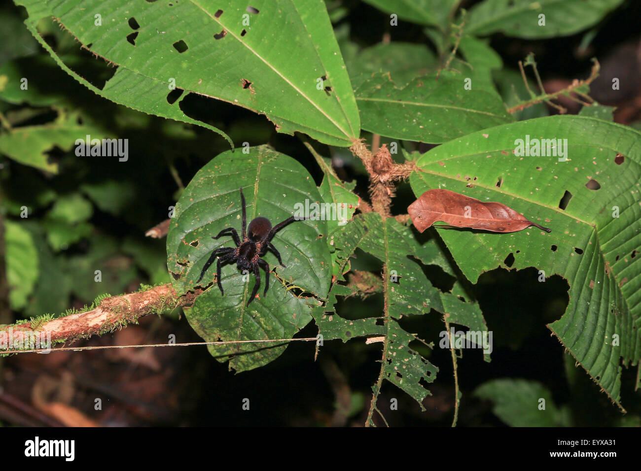 Thick legs hi-res stock photography and images - Alamy