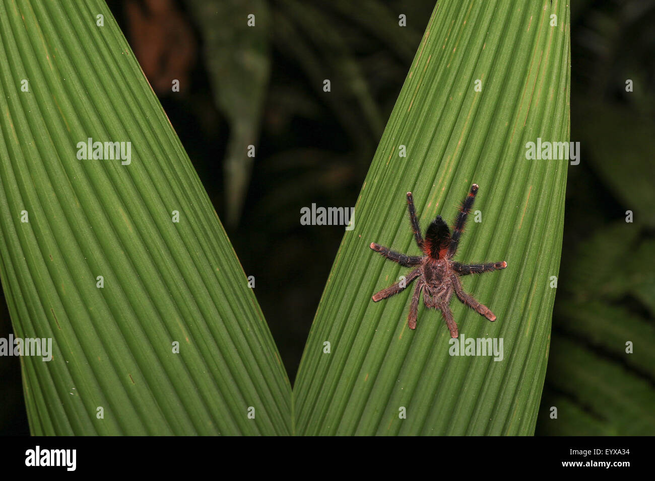 Tarantula spider with thick legs observed on a leaf during night walk ...