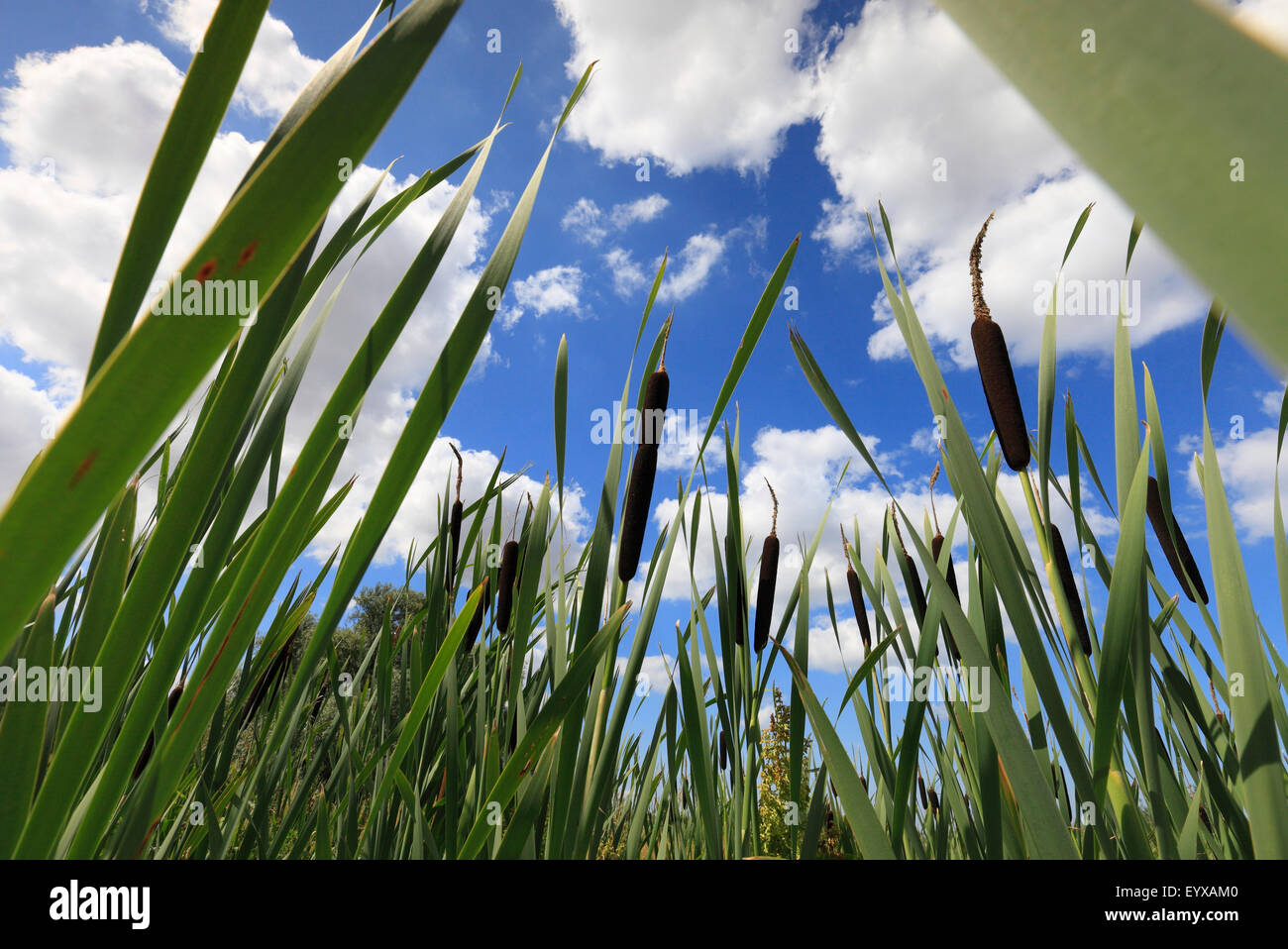 Bulrush Plants High Resolution Stock Photography and Images - Alamy