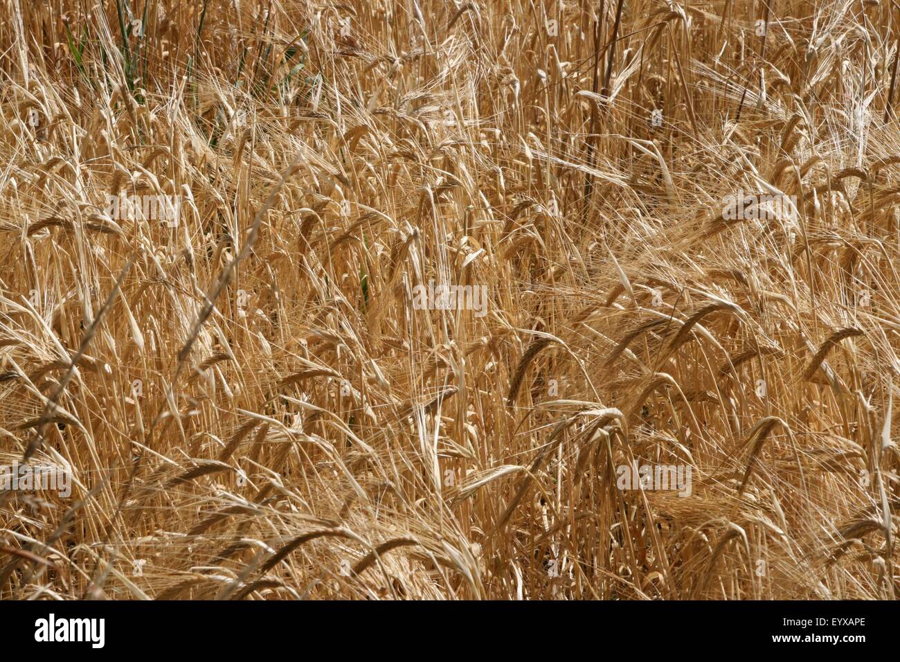 Heads of barley hi-res stock photography and images - Alamy