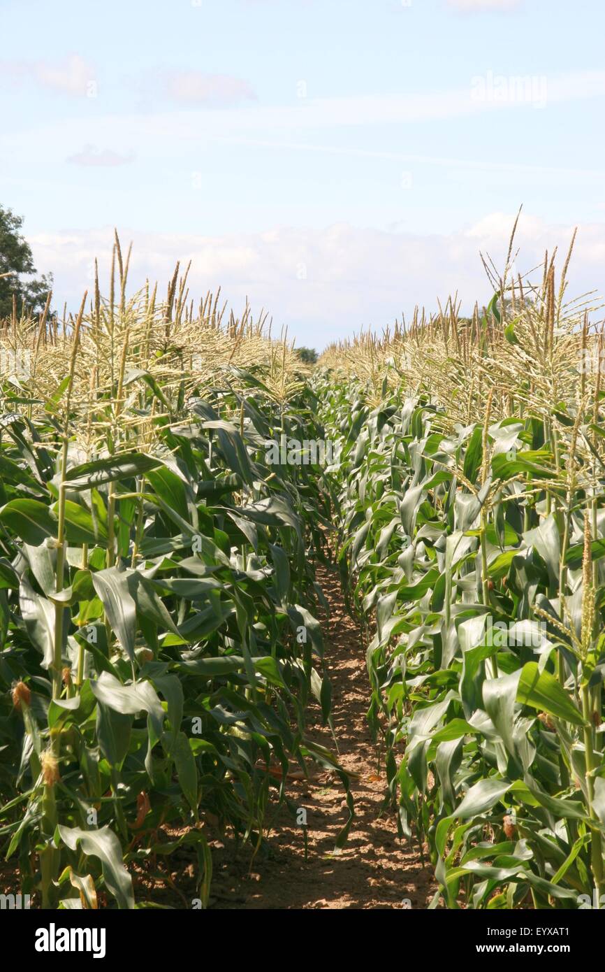 Path through maize hi-res stock photography and images - Alamy