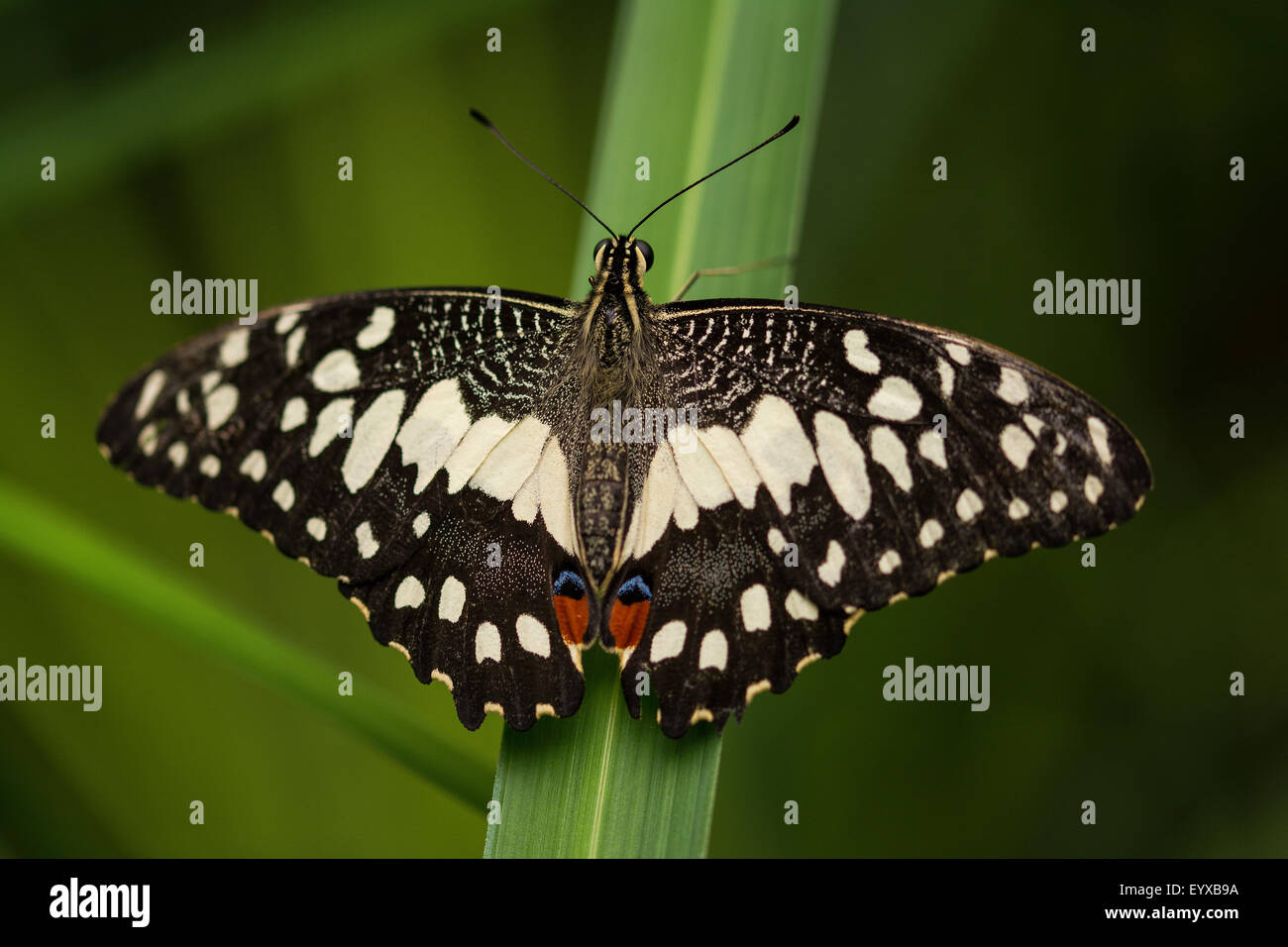 African Swallowtail Butterfly Stock Photo - Alamy