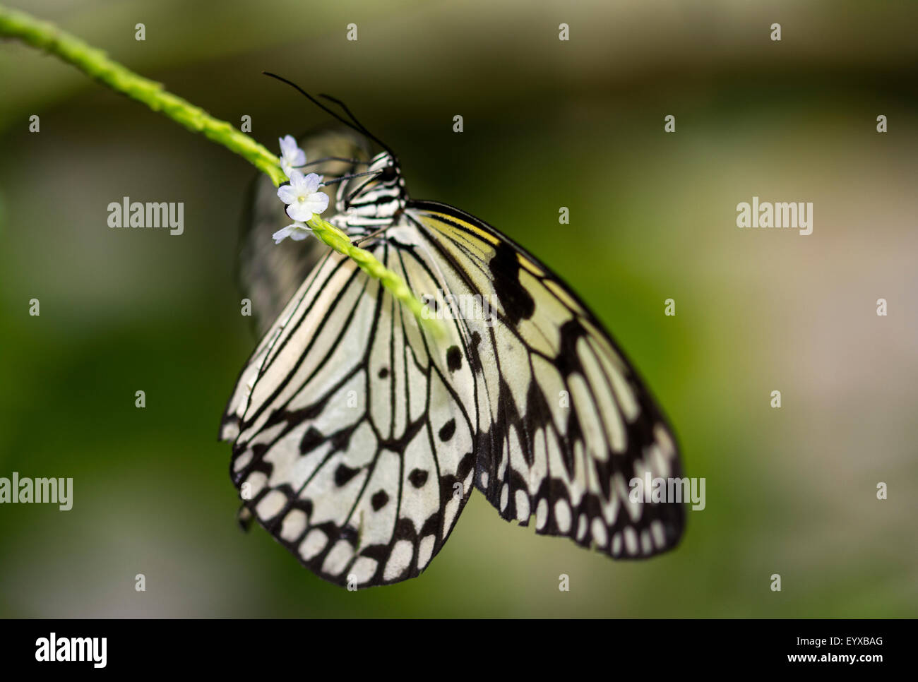 Tree Nymph Butterfly Stock Photo - Alamy