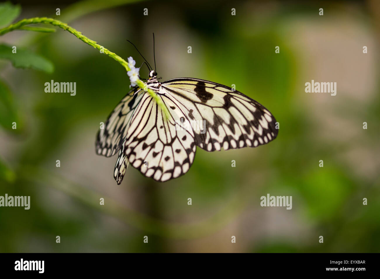 Tree Nymph Butterfly Stock Photo - Alamy