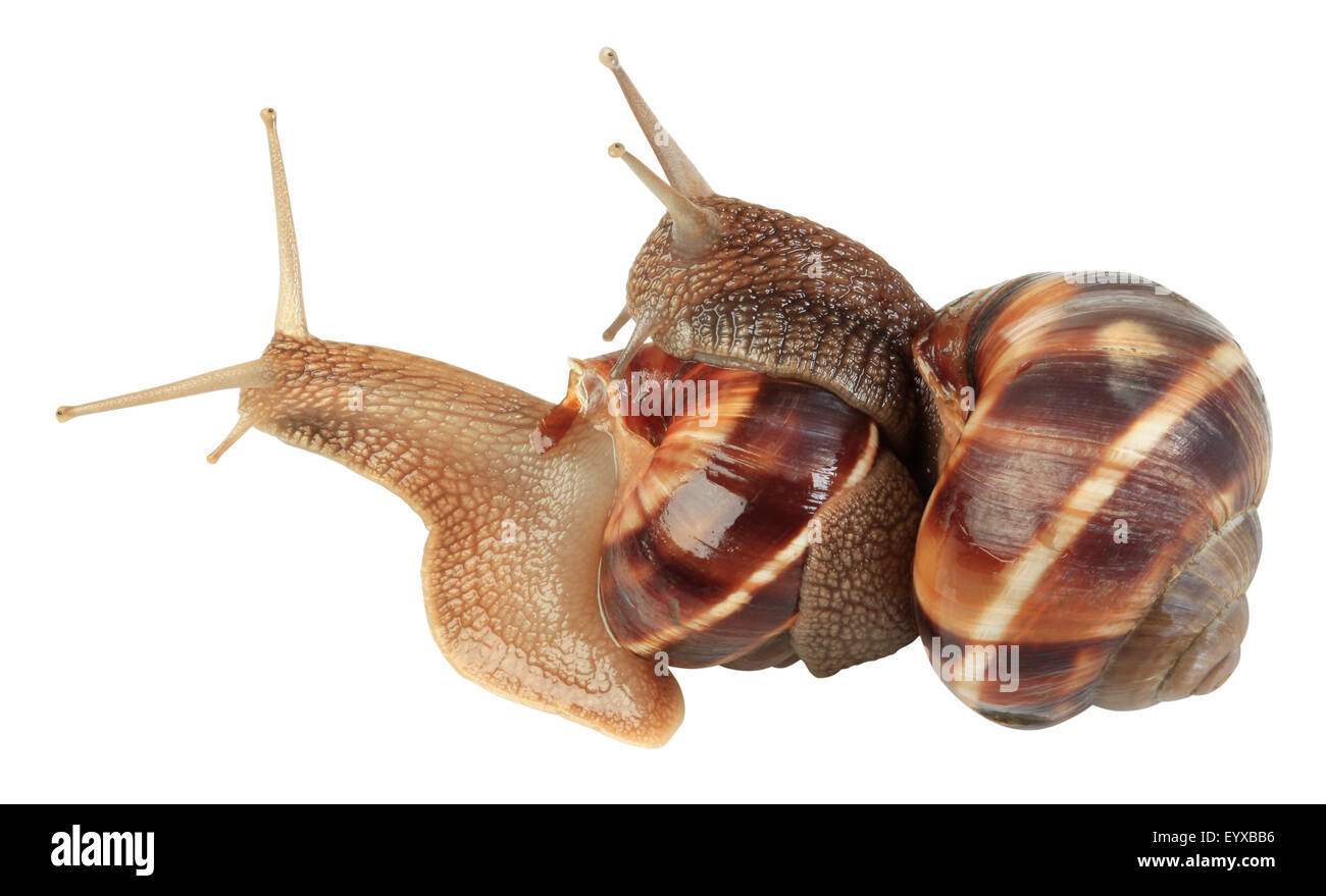 Slugs mating Cut Out Stock Images & Pictures - Alamy