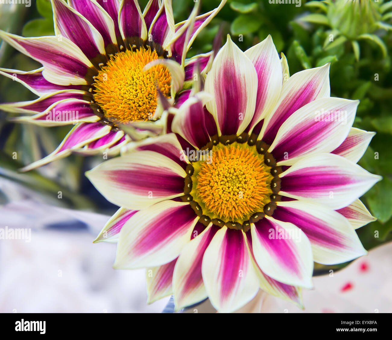 White and purple gazanias Stock Photo - Alamy
