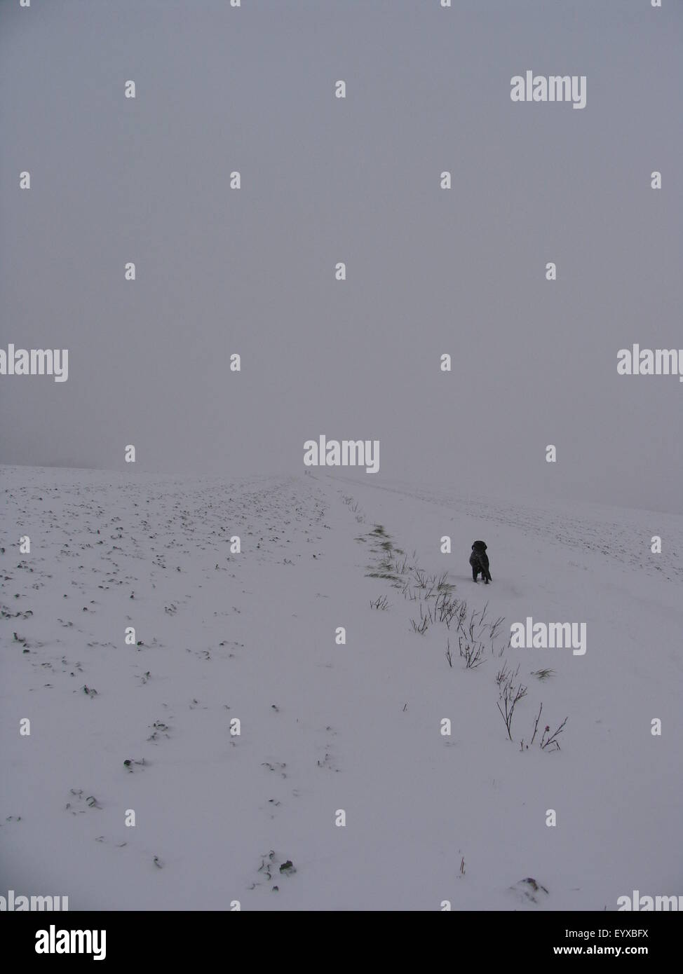 Labrador in snow Stock Photo - Alamy