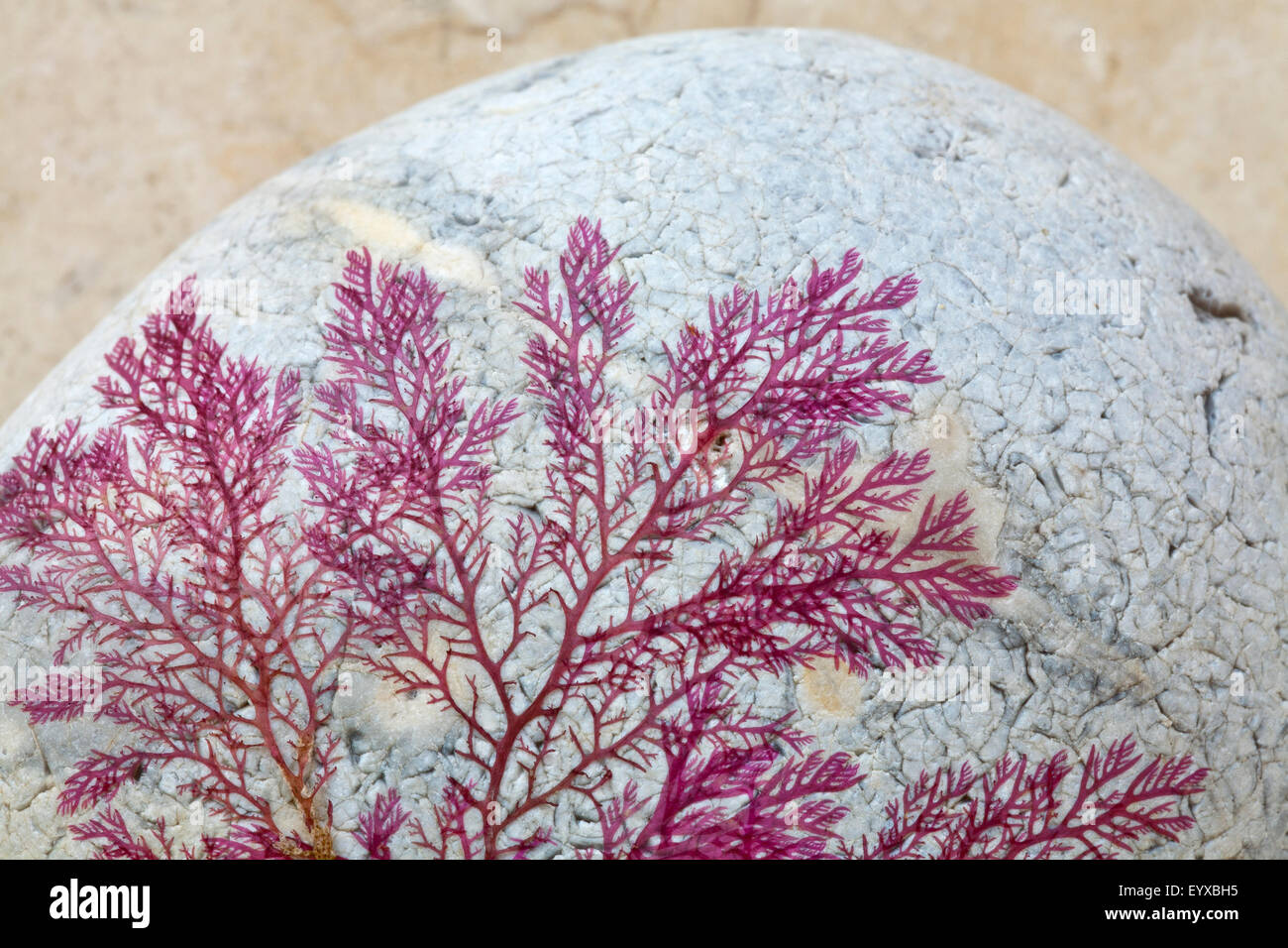 Rhodophyta hi-res stock photography and images - Alamy