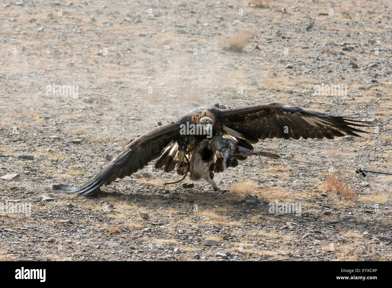 Rabbit catching hi-res stock photography and images - Alamy