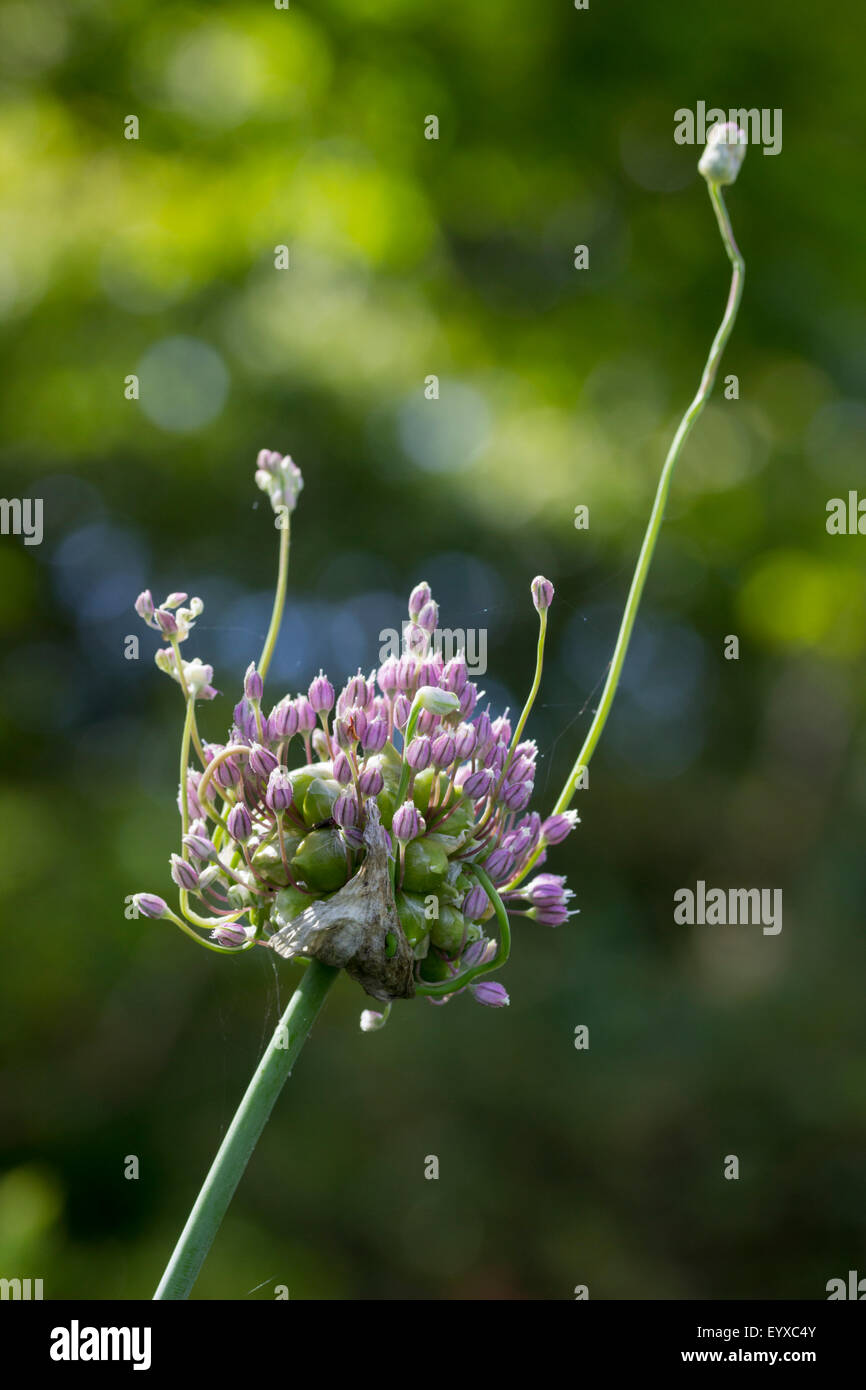 Leek plant uk hi-res stock photography and images - Alamy