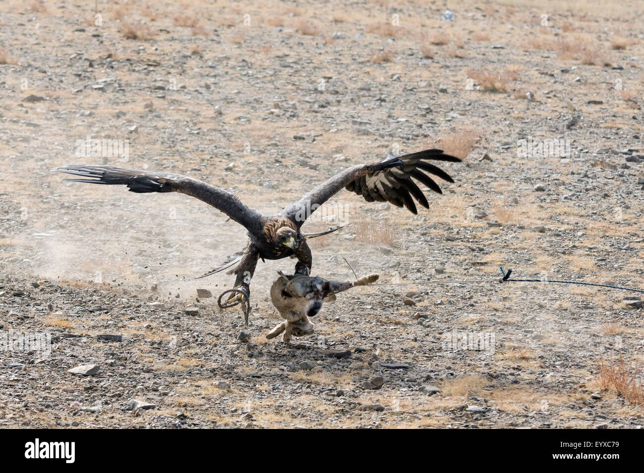 Golden eagle hitting rabbit skin 2, Eagle Festival, Olgii, Western ...