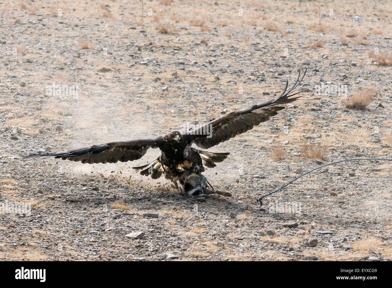 Rabbit catching hi-res stock photography and images - Alamy