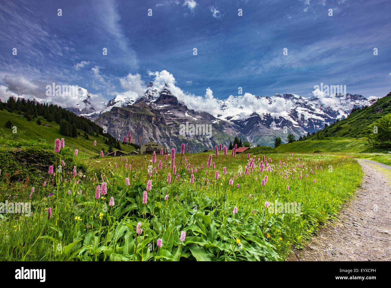 Swiss alpine meadows with mountain backdrop Stock Photo - Alamy Swiss alpine meadows with mountain backdrop Stock Photo - Alamy