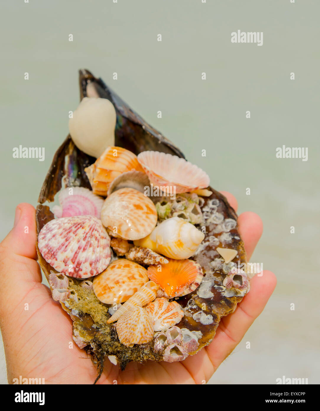 A handful of colorful sea shells, At Lovers Key State Park Stock Photo ...