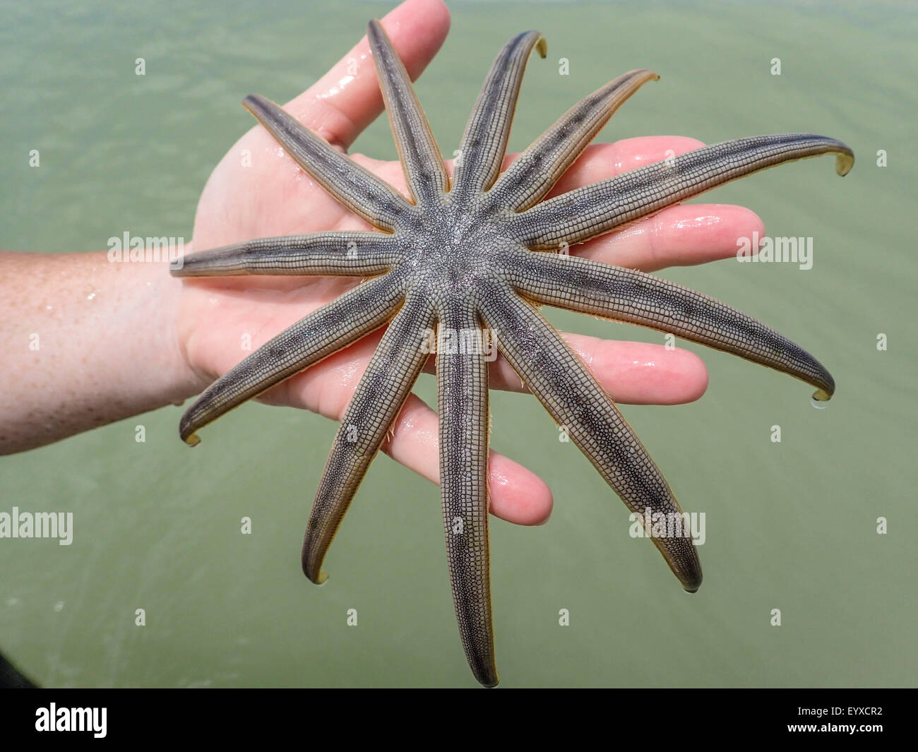 Starfish at Lovers Key State Park Florida Stock Photo - Alamy