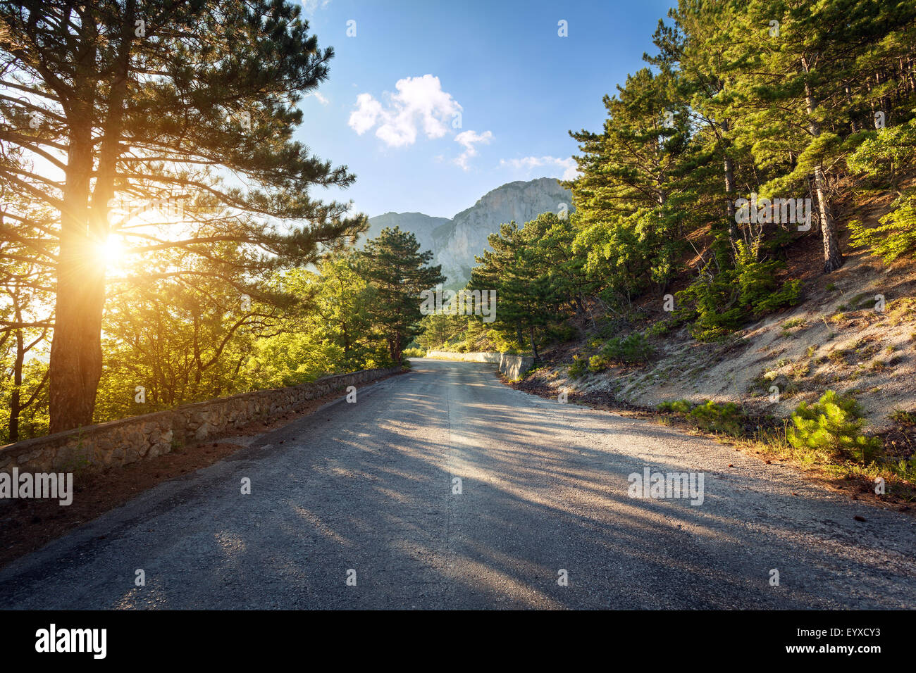 Sunny day spring forest road hi-res stock photography and images - Alamy