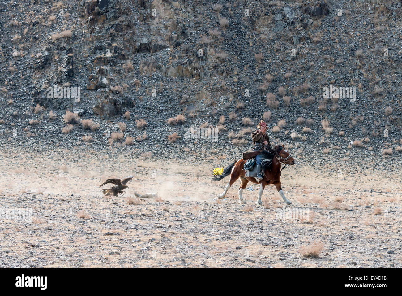 Shyga Tartu competition to lure the eagle 2, Eagle Festival, Olgii ...