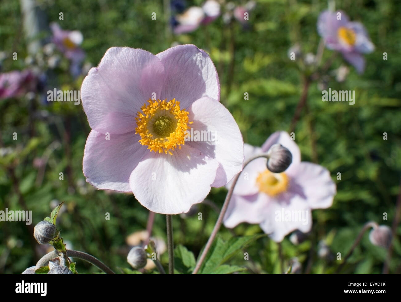 Eastern rosemallow hi-res stock photography and images - Alamy