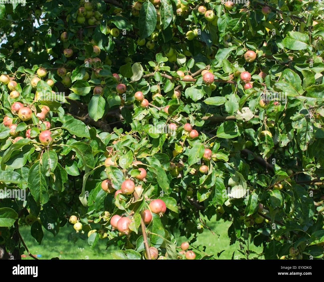 August tree leaves hi-res stock photography and images - Alamy