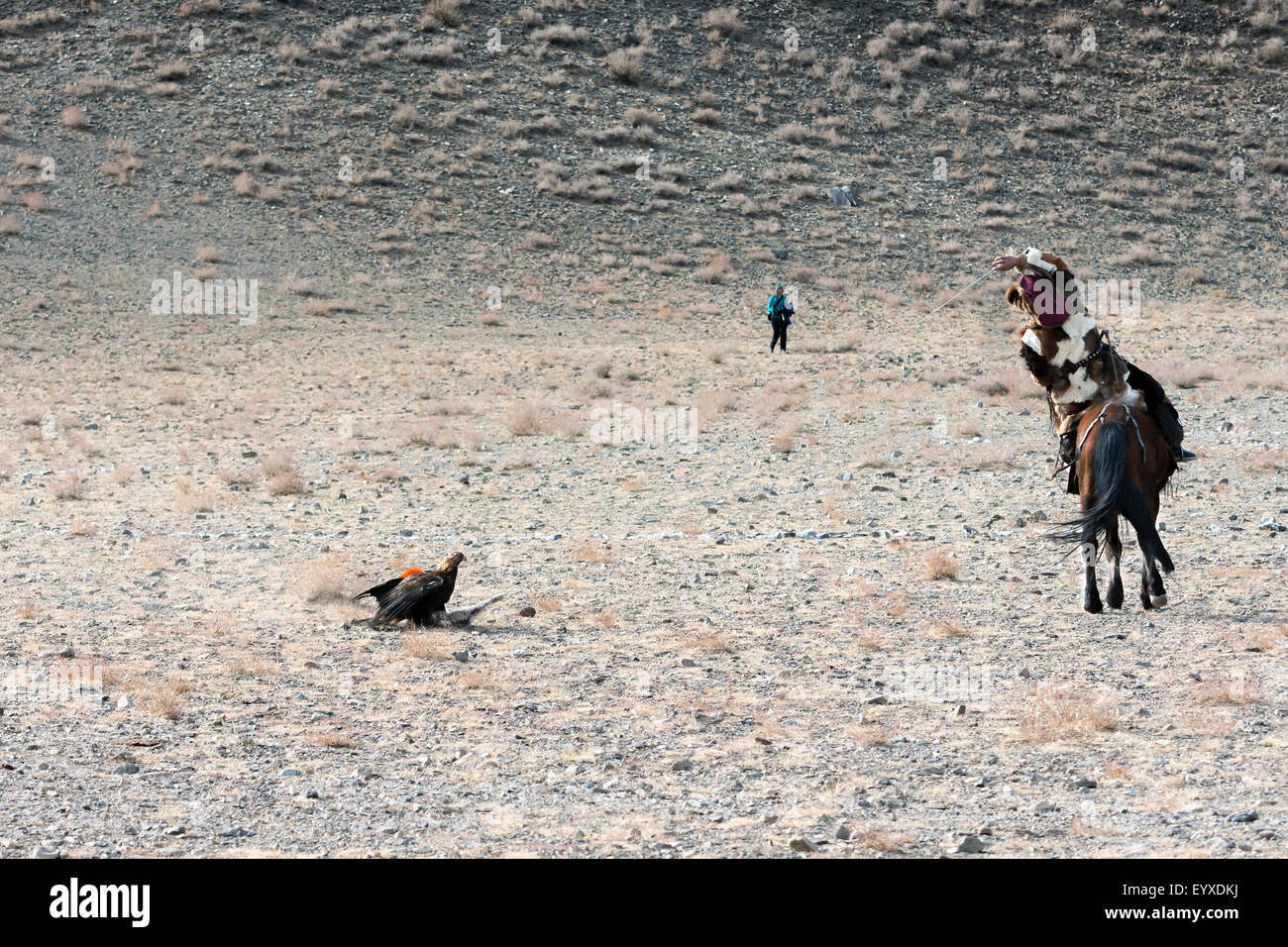 Shyga Tartu competition to lure the eagle 1, Eagle Festival, Olgii ...