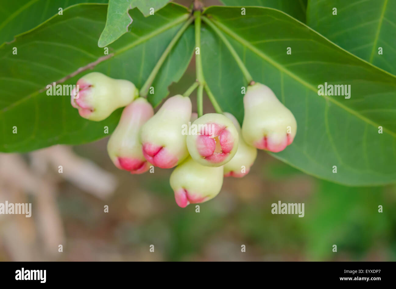 Asian apples tree hi-res stock photography and images - Alamy