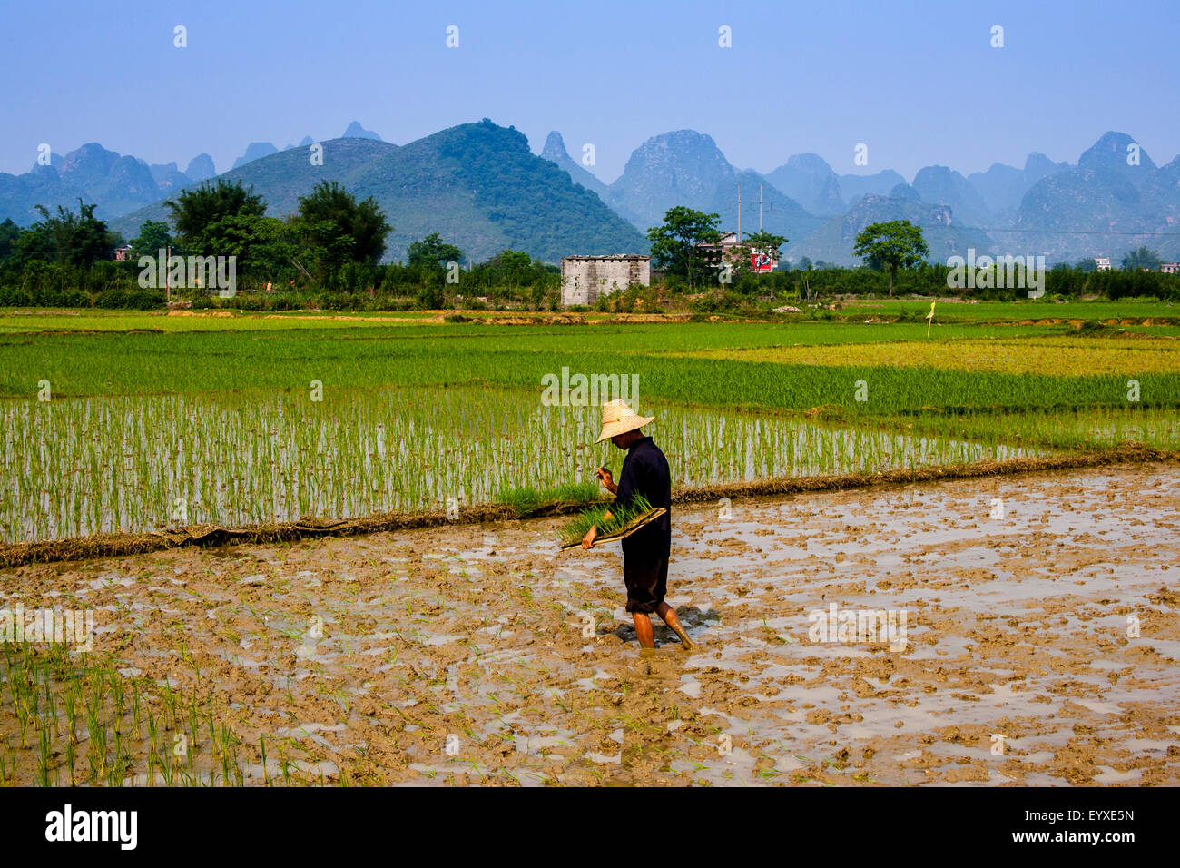A Man Planting Rice, Near Yangshuo, Guangxi Province, China Stock Photo ...