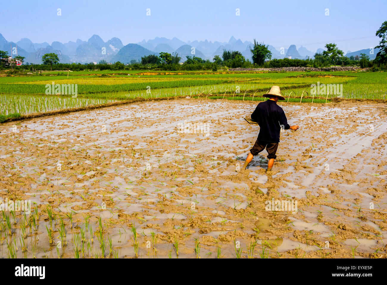 A Man Planting Rice, Near Yangshuo, Guangxi Province, China Stock Photo ...
