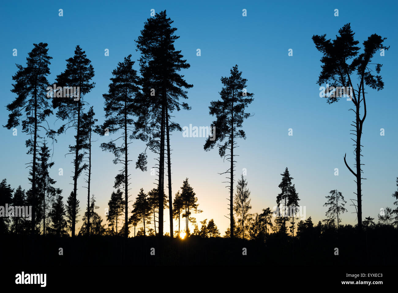 Pine trees on evening sunset sky background Stock Photo - Alamy