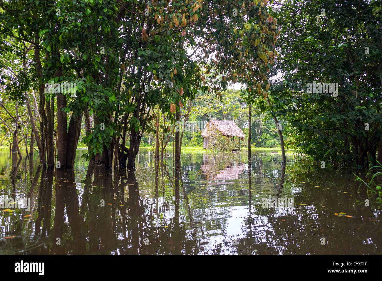 View of a floating shack in the Amazon as seen through a grove of trees ...