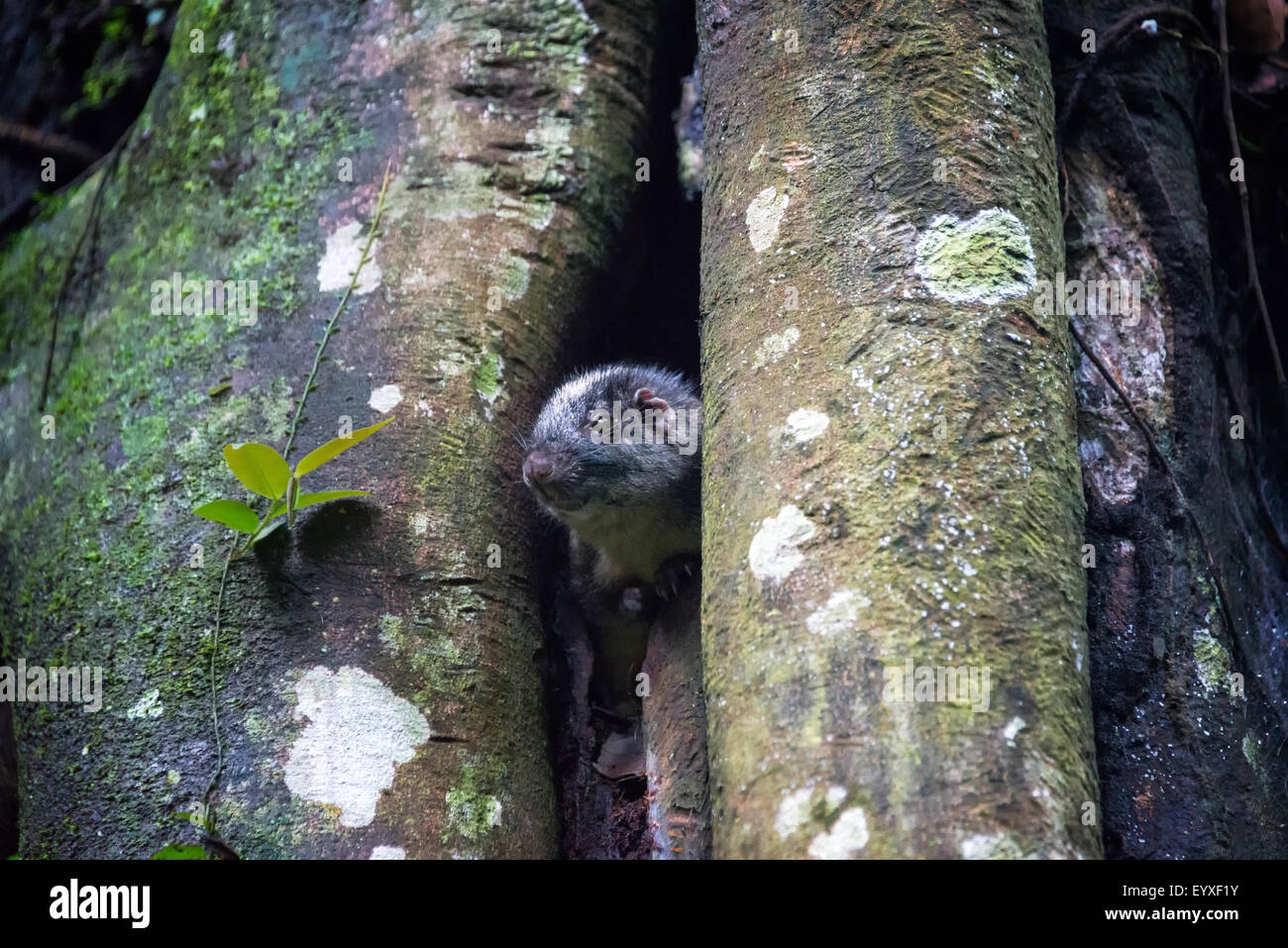 Amazon Bamboo Rat hiding in a tree near Iquitos, Peru Stock Photo - Alamy