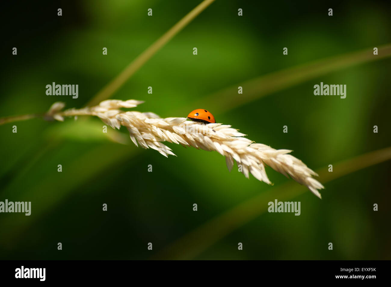 Ladybug on dry umbel Stock Photo - Alamy