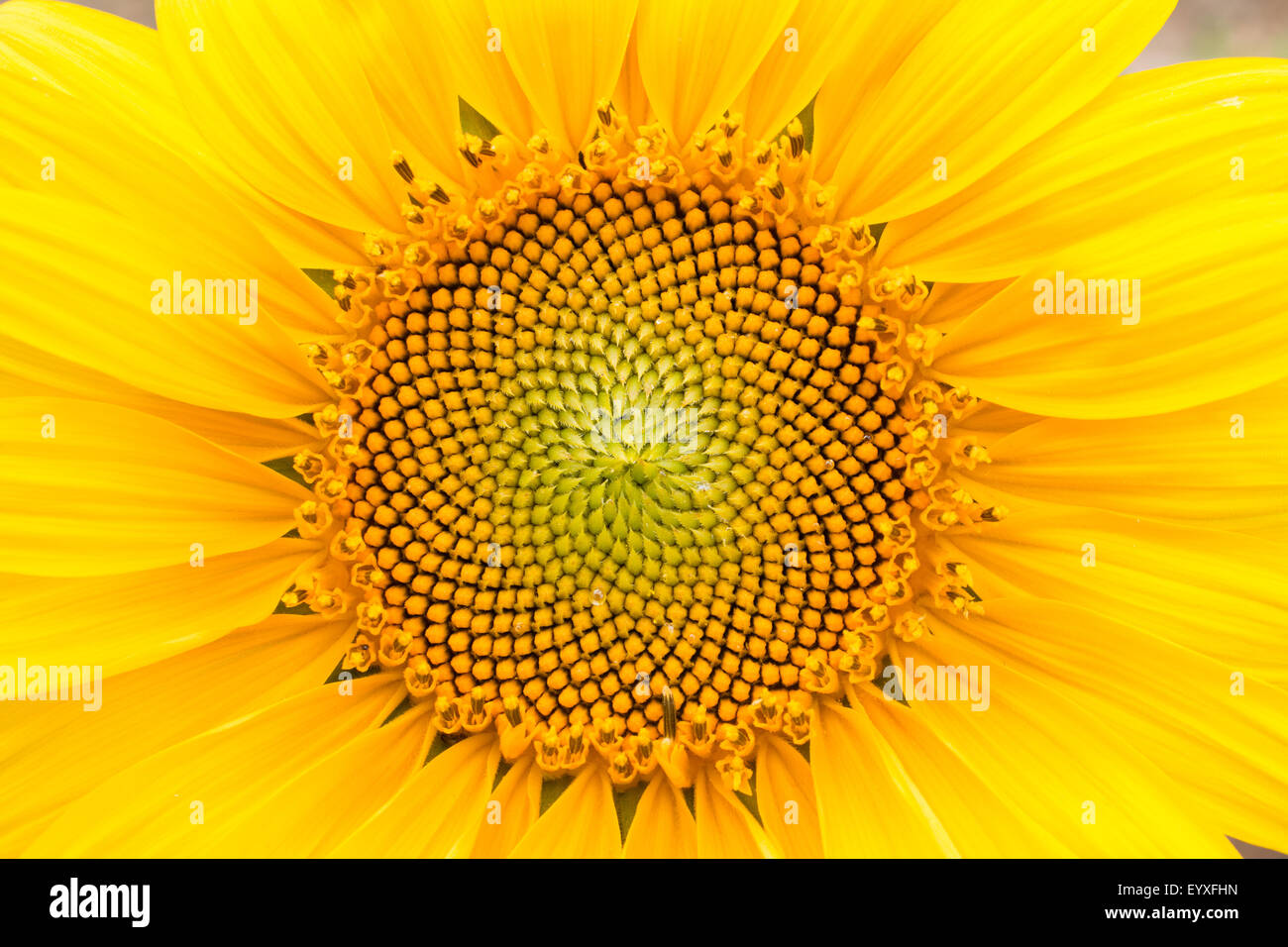 Sunflower pattern hi-res stock photography and images - Alamy